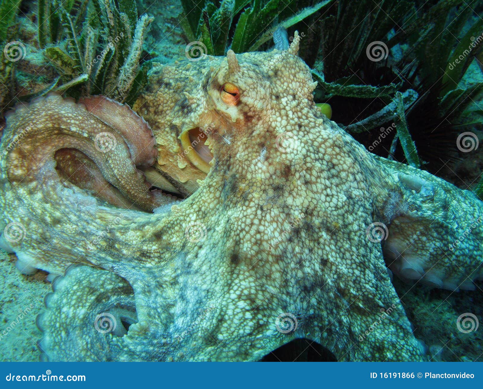 Octopus stock photo. Image of oceanica, vulgaris, submarine - 16191866