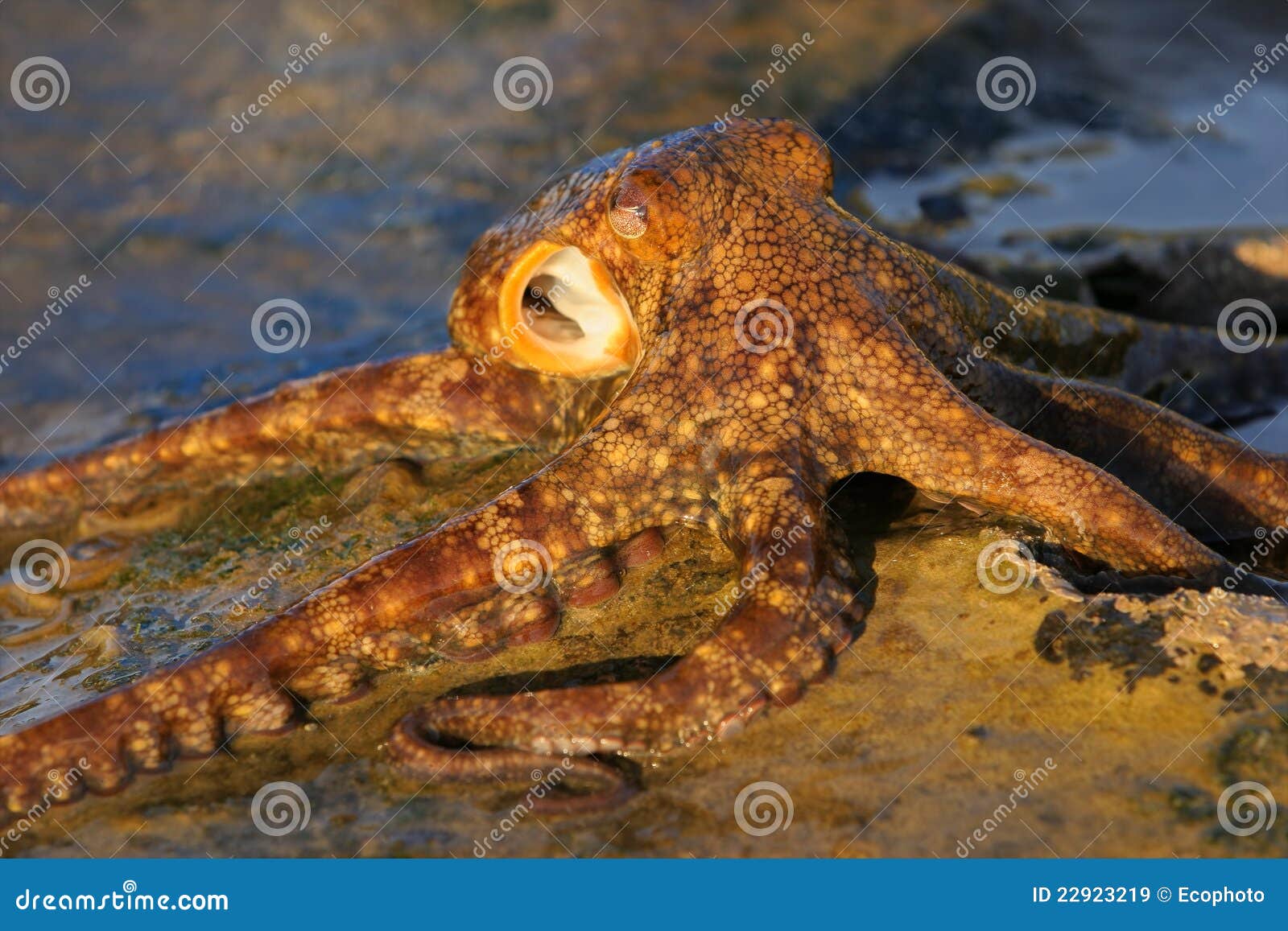 Octopus Royalty Free Stock Images - Image: 22923219