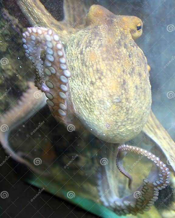 Octopus stock image. Image of ocean, sucker, animal, water - 2300181