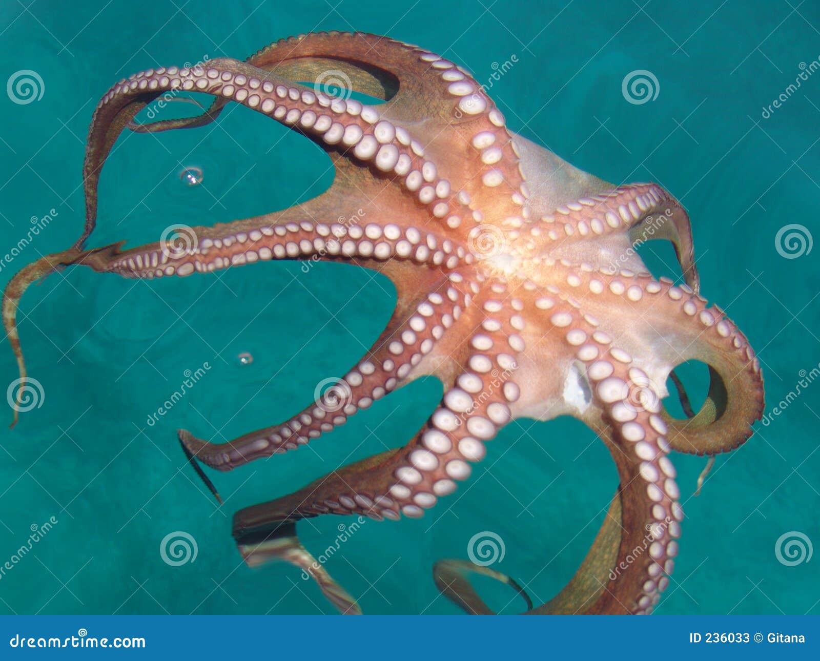 Octopus stock image. Image of green, food, fresh, spicy - 236033