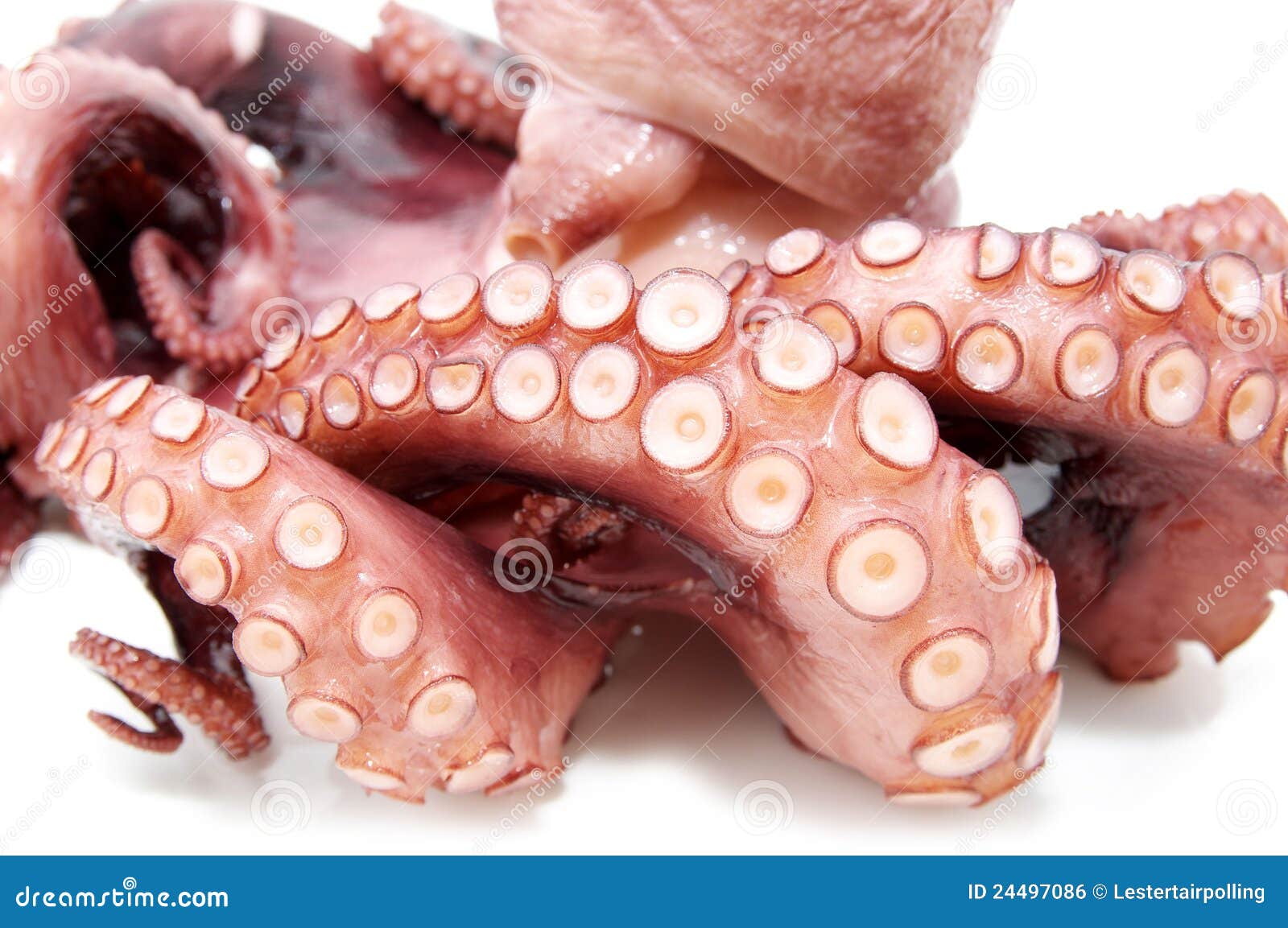 Octopus stock photo. Image of protein, animals, slimy - 24497086