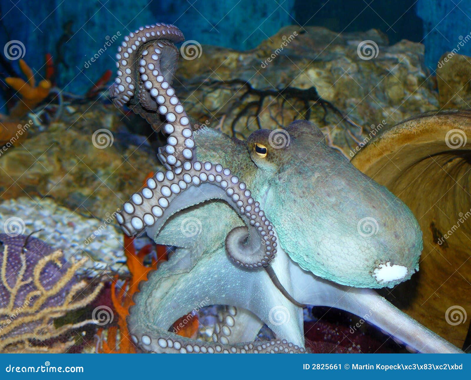 Octopus stock image. Image of colors, croatia, focus, background - 2825661