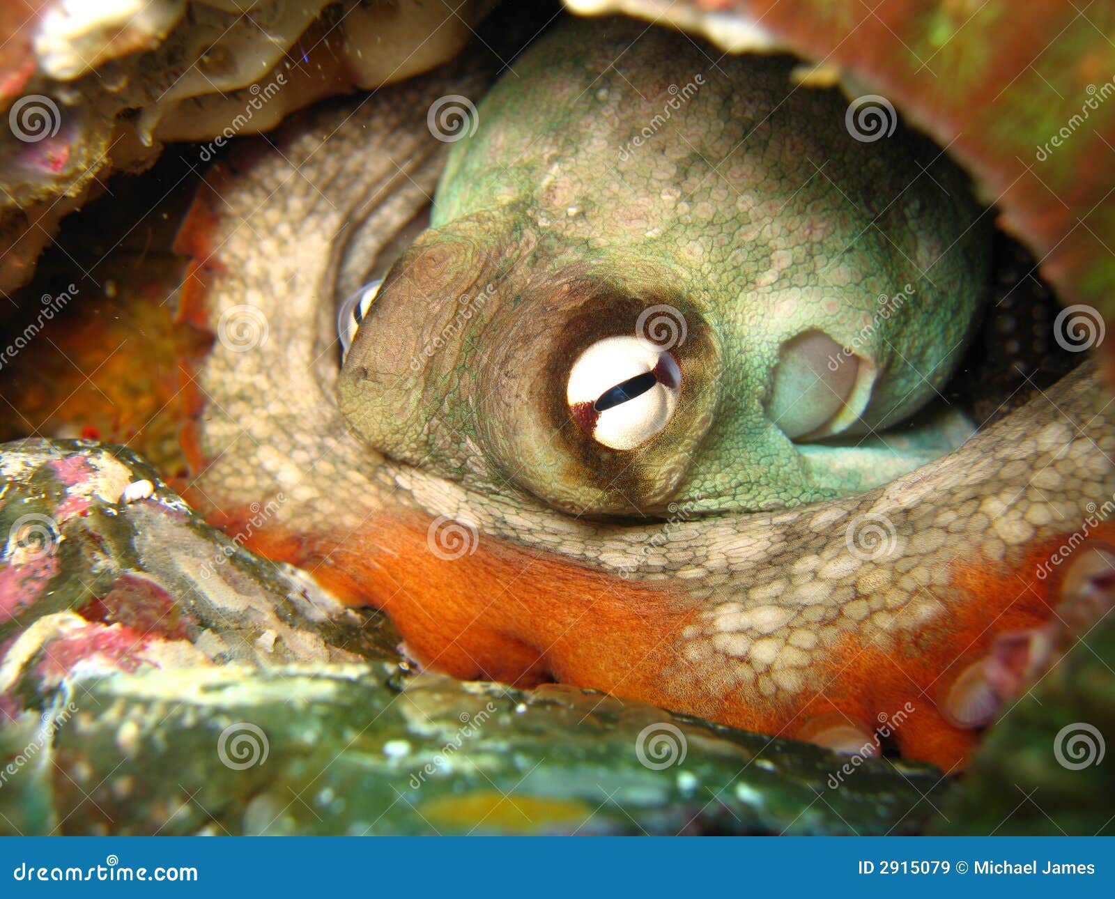 Octopus stock image. Image of water, underwater, life - 2915079