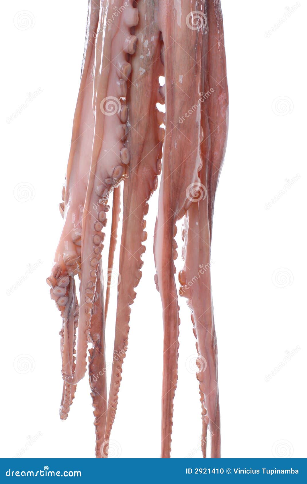 Octopus stock photo. Image of slimy, white, fish, shellfish - 2921410