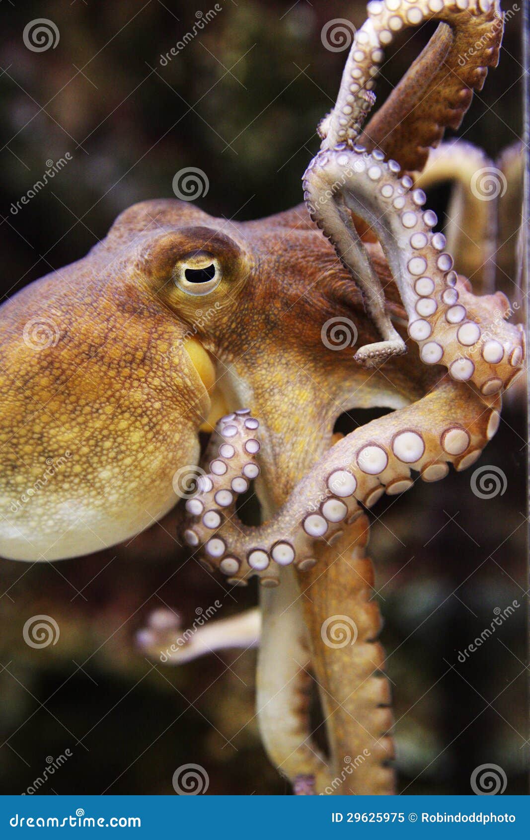 Swimming Octopus with Tentacles Curling Stock Image - Image of island ...