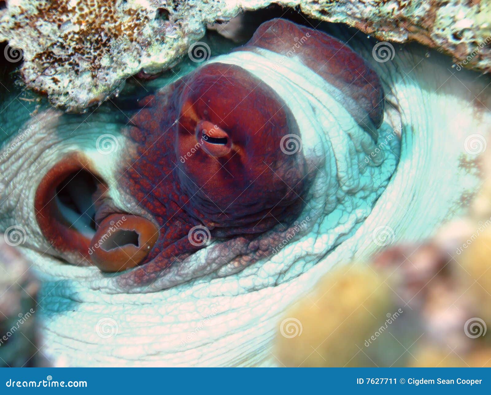 Octopus stock image. Image of dive, ocean, scuba, hide - 7627711