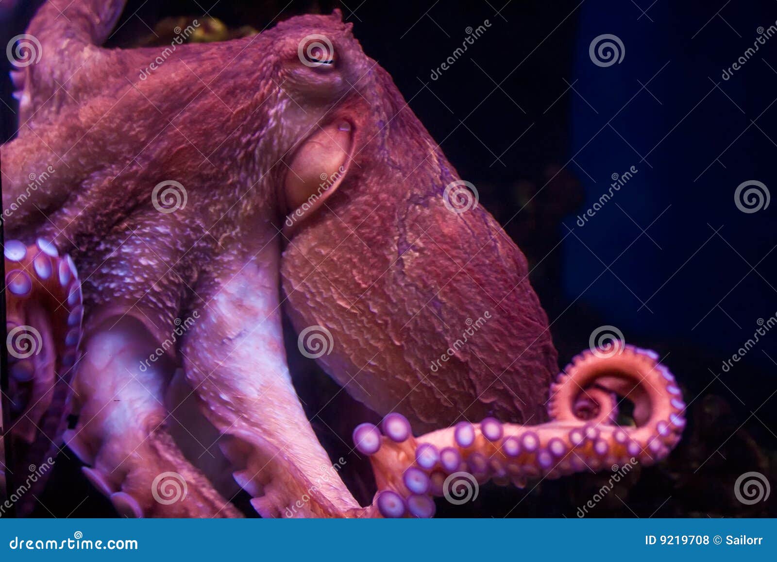Octopus stock photo. Image of gastronomic, shiny, gourmet - 9219708