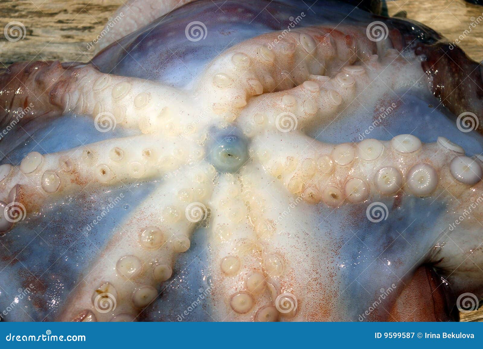 Octopus stock image. Image of tentacle, octopoda, shellfish - 9599587