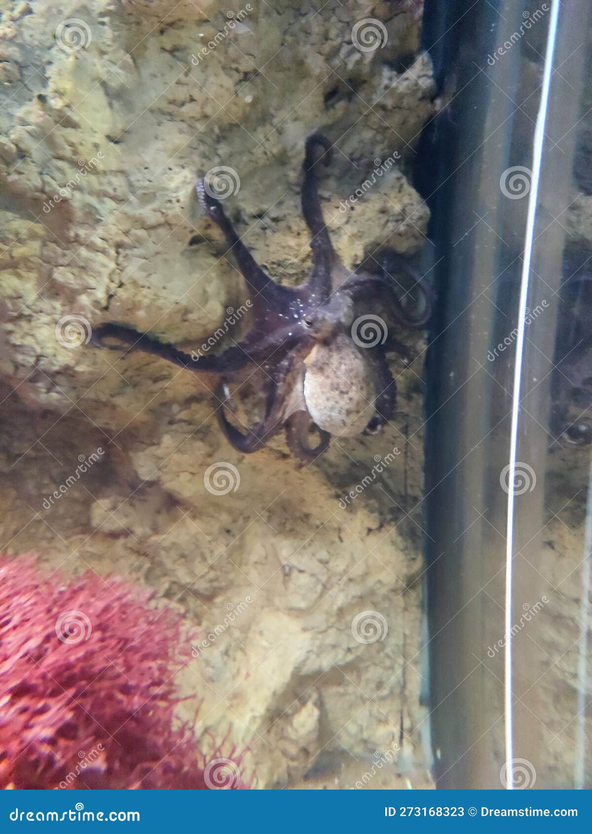 Octopus in Aquarium stock image. Image of aquarium, wather - 273168323