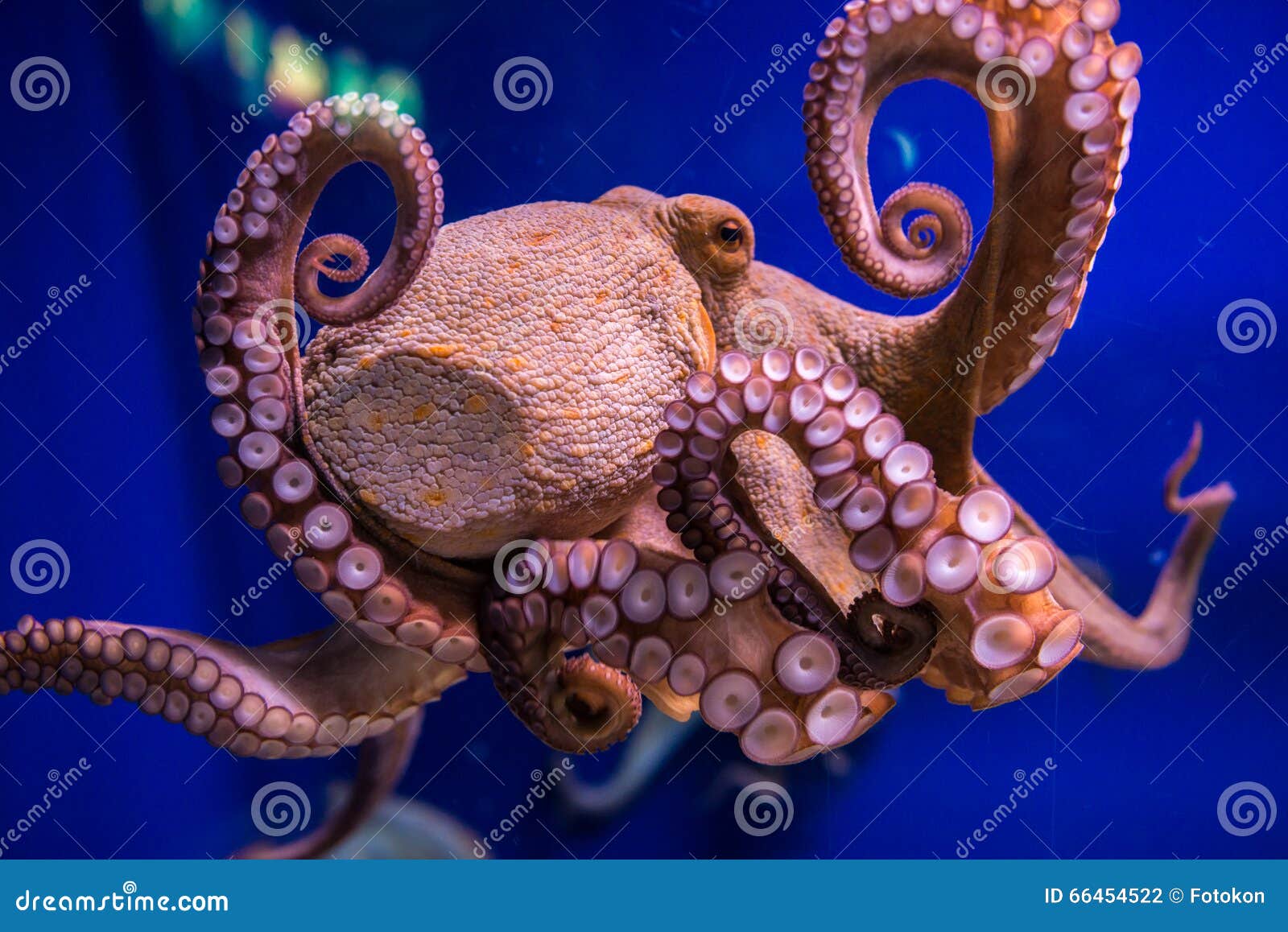 Octopus in aquarium stock photo. Image of sealife, cephalopoda - 66454522