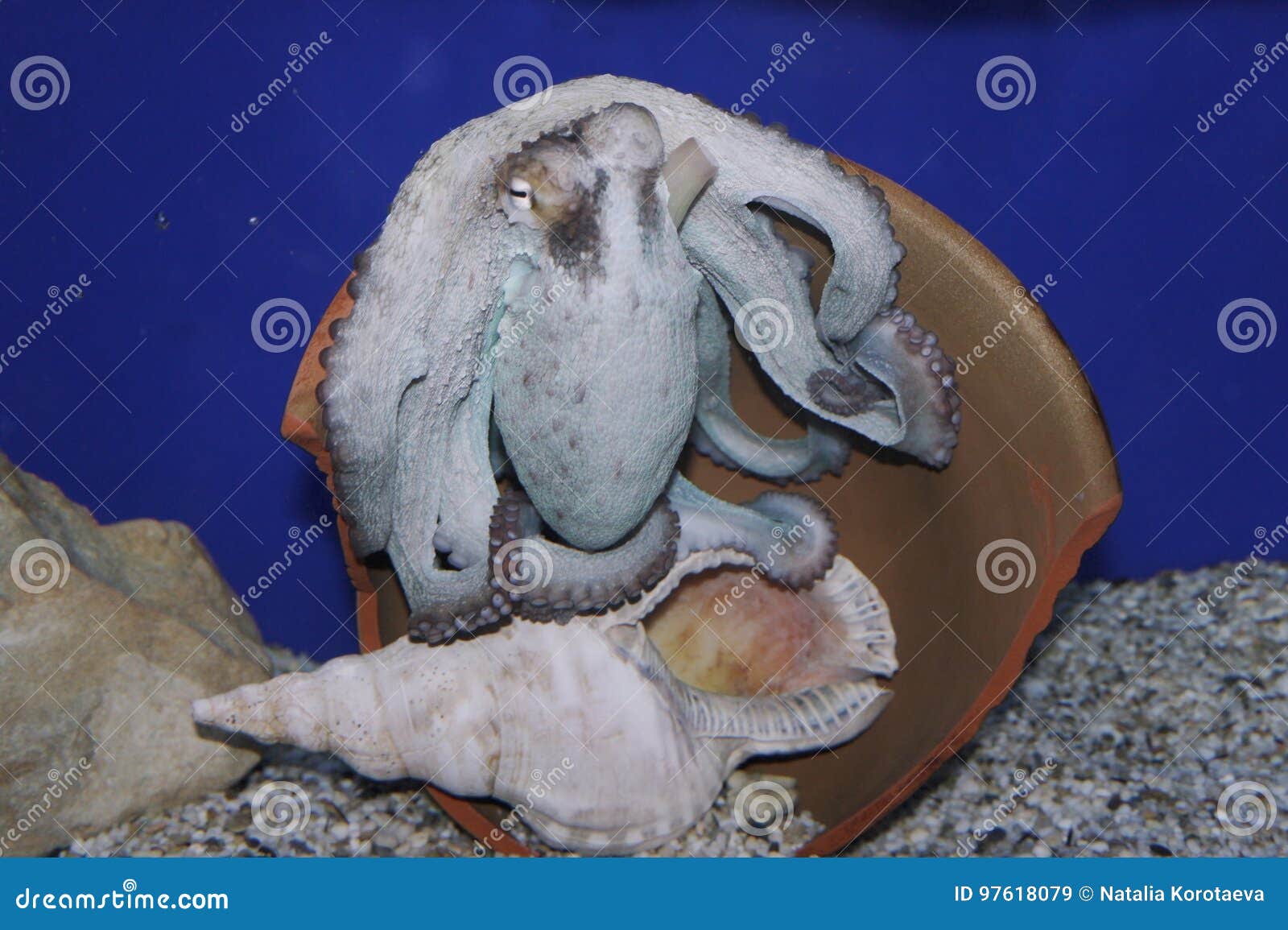 Octopus in the Aquarium of the Zoo Stock Image - Image of dive ...