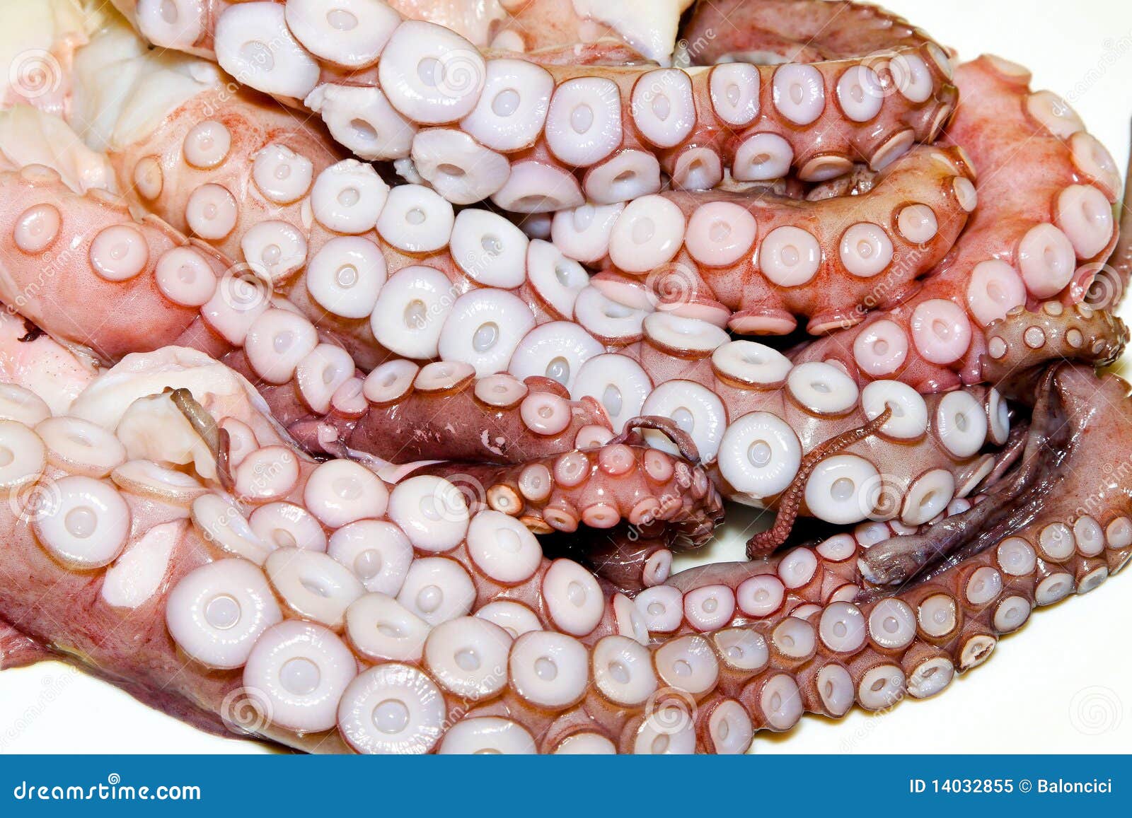 Octopus arms stock image. Image of arms, detail, macro - 14032855