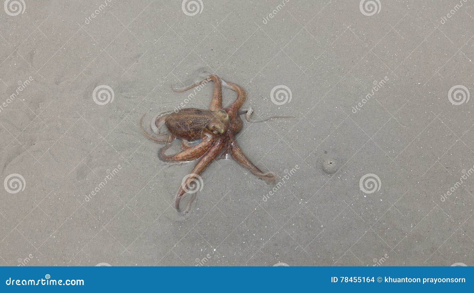 Octopus on the beach stock photo. Image of sand, octopus - 78455164