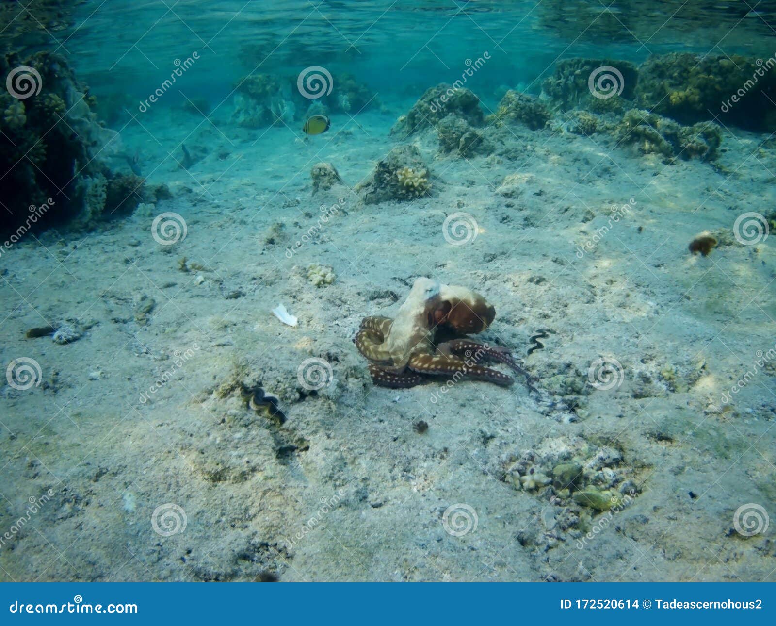 Octopus Bizarrely Changes while Hunting, Marsa Alam, Egypt Stock Photo ...