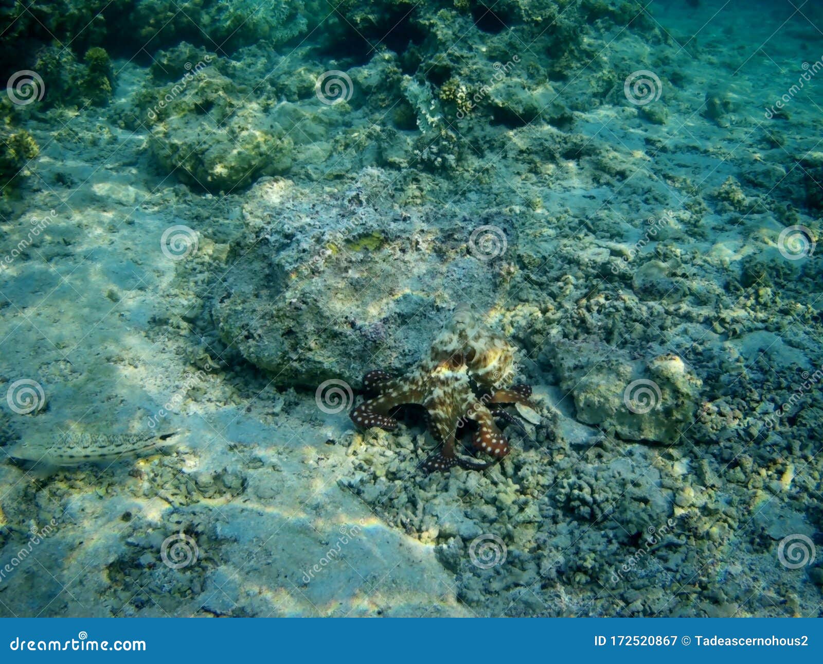 Octopus Bizarrely Changes while Hunting, Marsa Alam, Egypt Stock Image ...