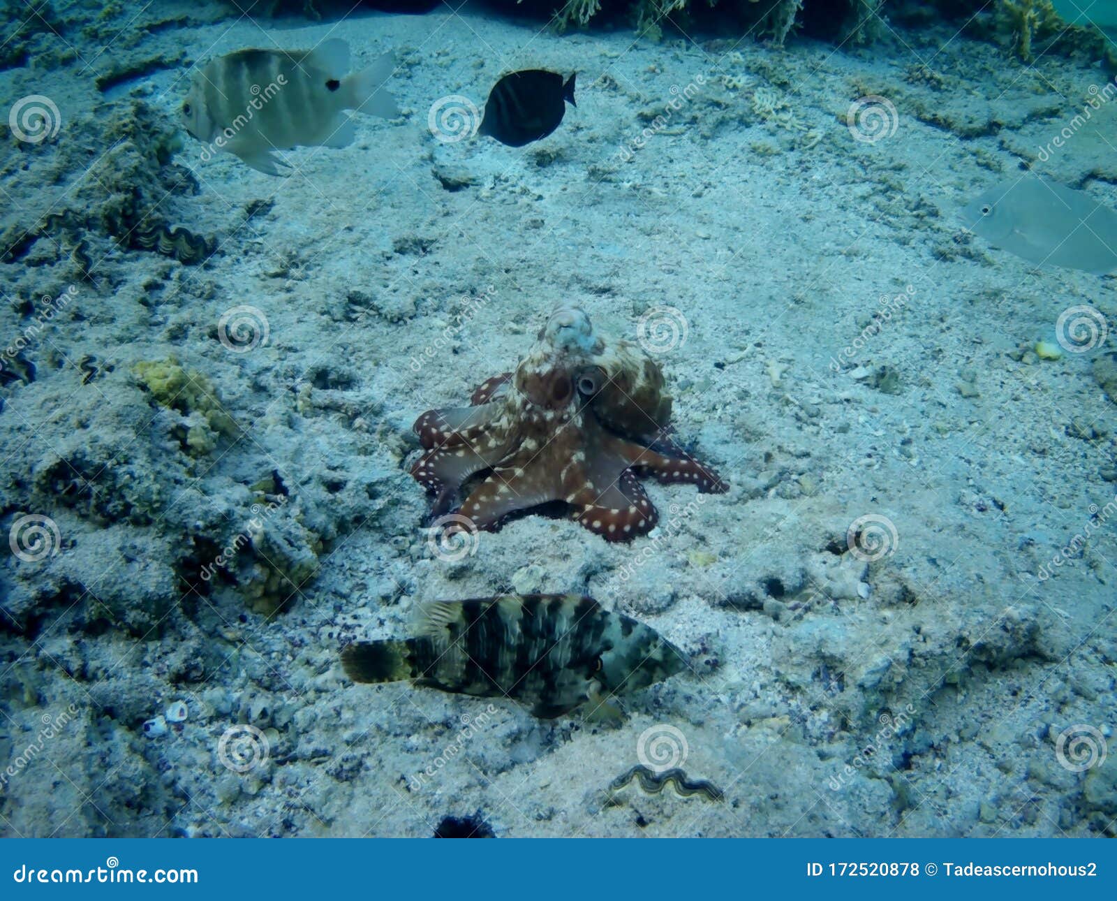 Octopus Bizarrely Changes while Hunting, Marsa Alam, Egypt Stock Photo ...