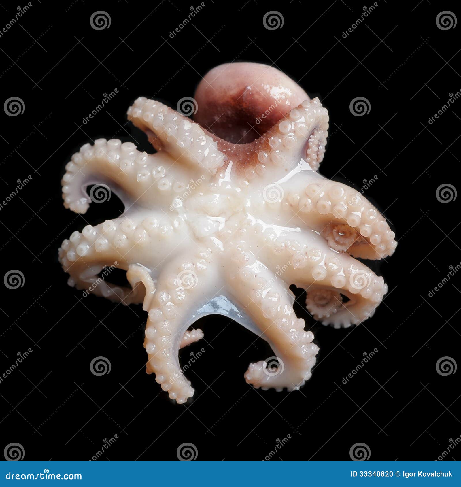 Octopus Stock Photo - Image: 33340820