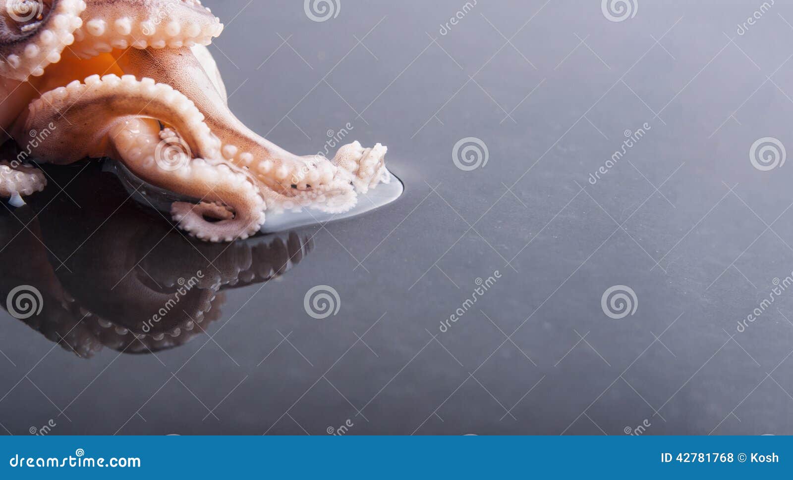 Octopus on Black Background Stock Photo - Image of nature, closeup ...