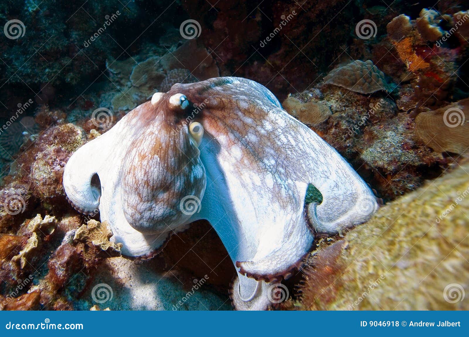 Octopus, Bonaire stock photo. Image of marine, diver, life - 9046918