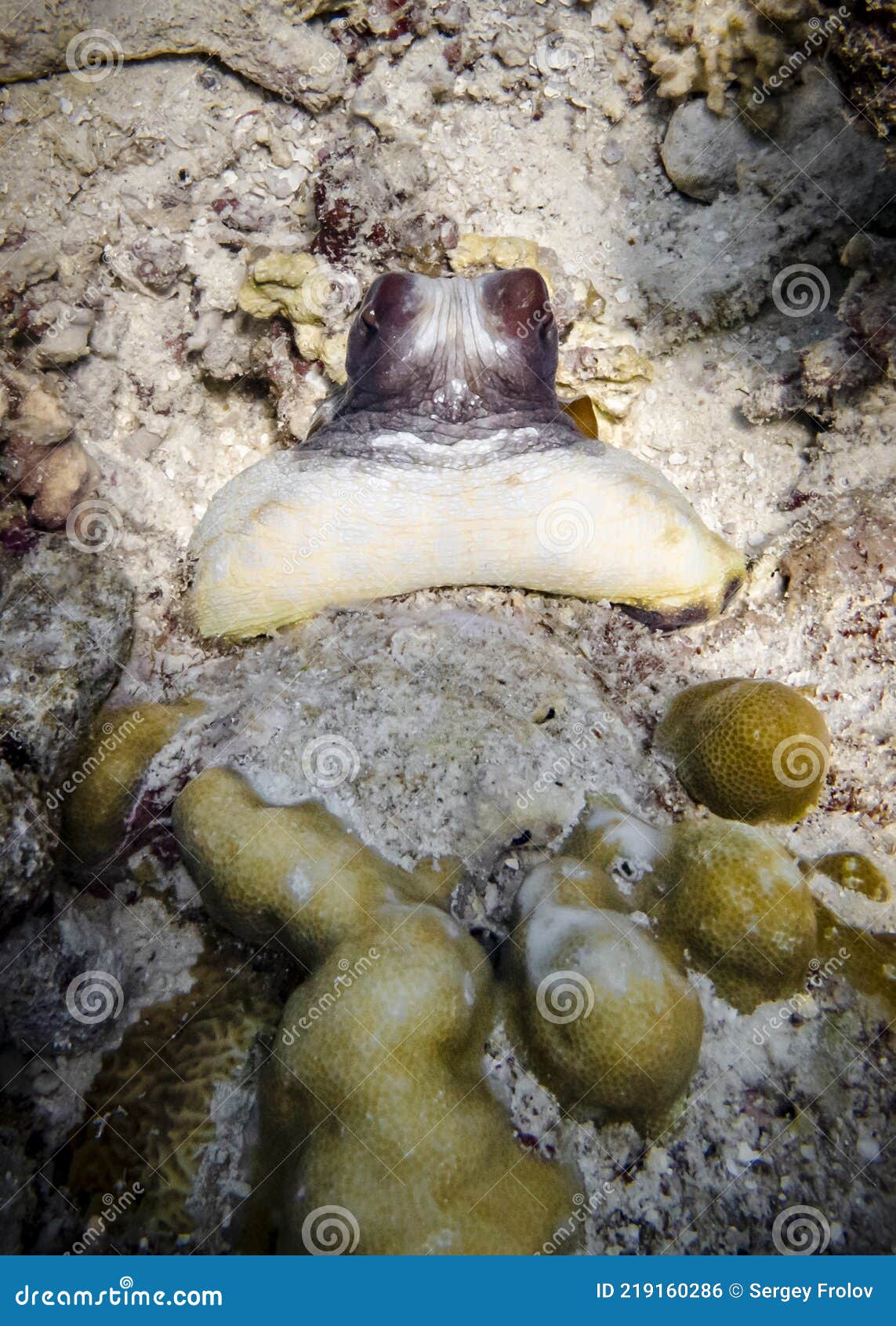 Octopus at the Bottom of the Indian Ocean Stock Photo - Image of ...