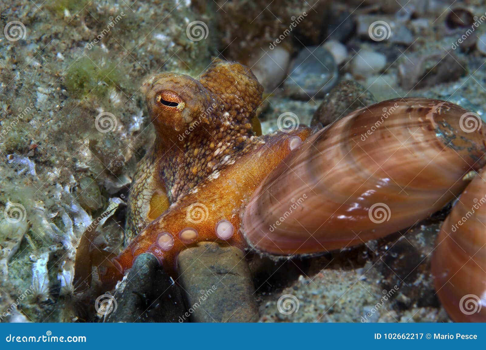 Octopus is Camouflaged among the Rocks Stock Image - Image of swim ...