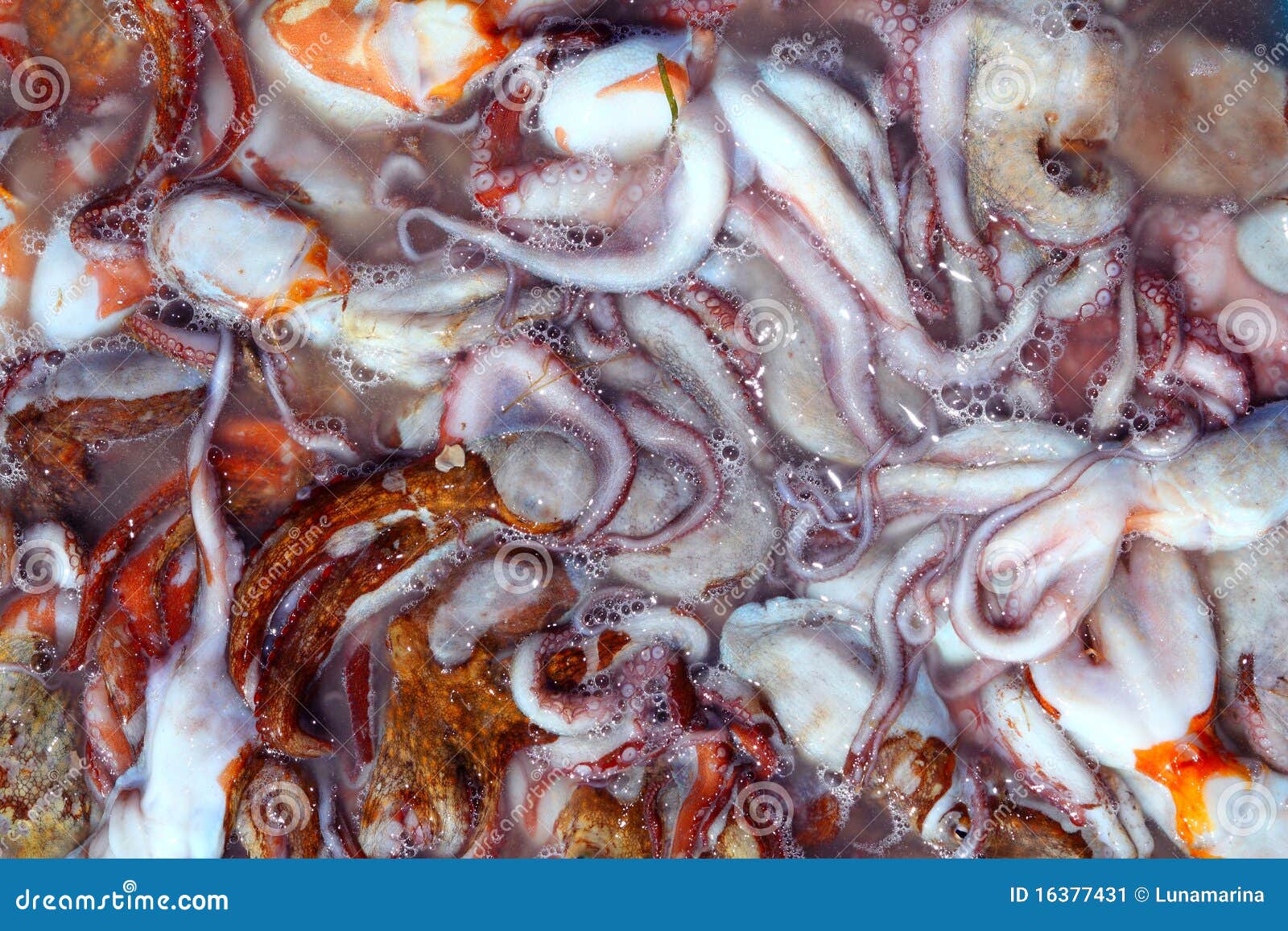 Octopus Catch Pattern from Mediterranean Sea Stock Image - Image of ...