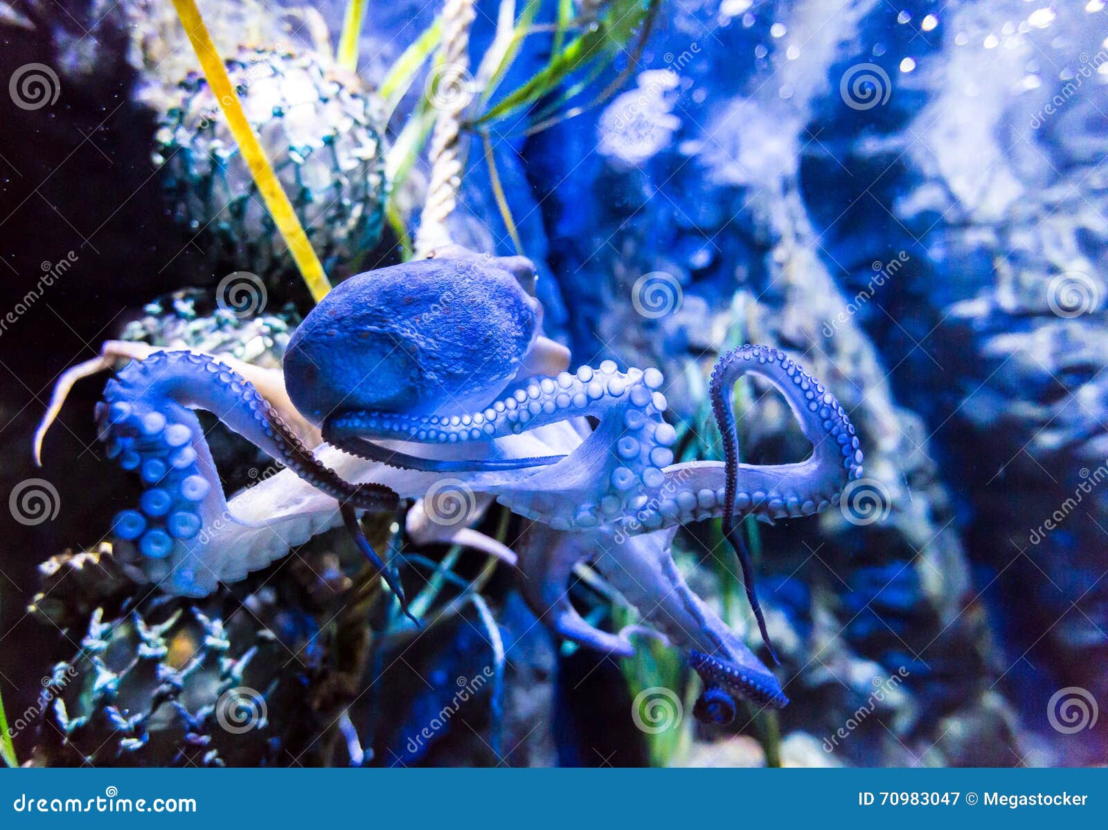 Octopus cephalopod mollusc stock image. Image of sealife - 70983047