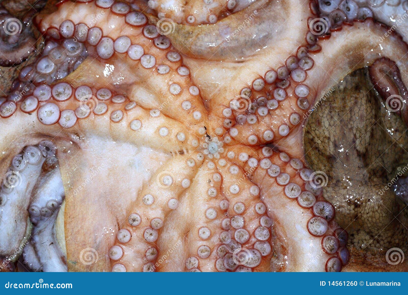 Cephalopods Texture, Many Colorful Octopus Royalty-Free Stock Photo ...