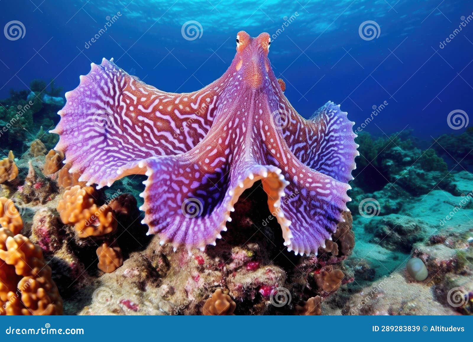 Octopus Changing Colors To Blend into Coral Reef Stock Image - Image of ...