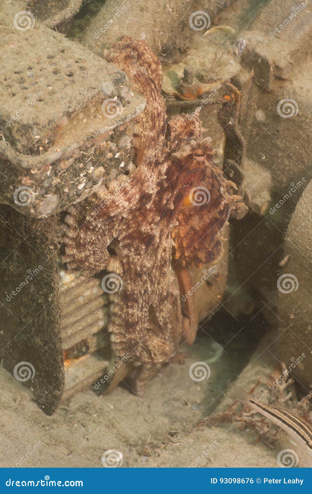 An Octopus Clinging To Debris in the Ocean. Stock Photo - Image of ...