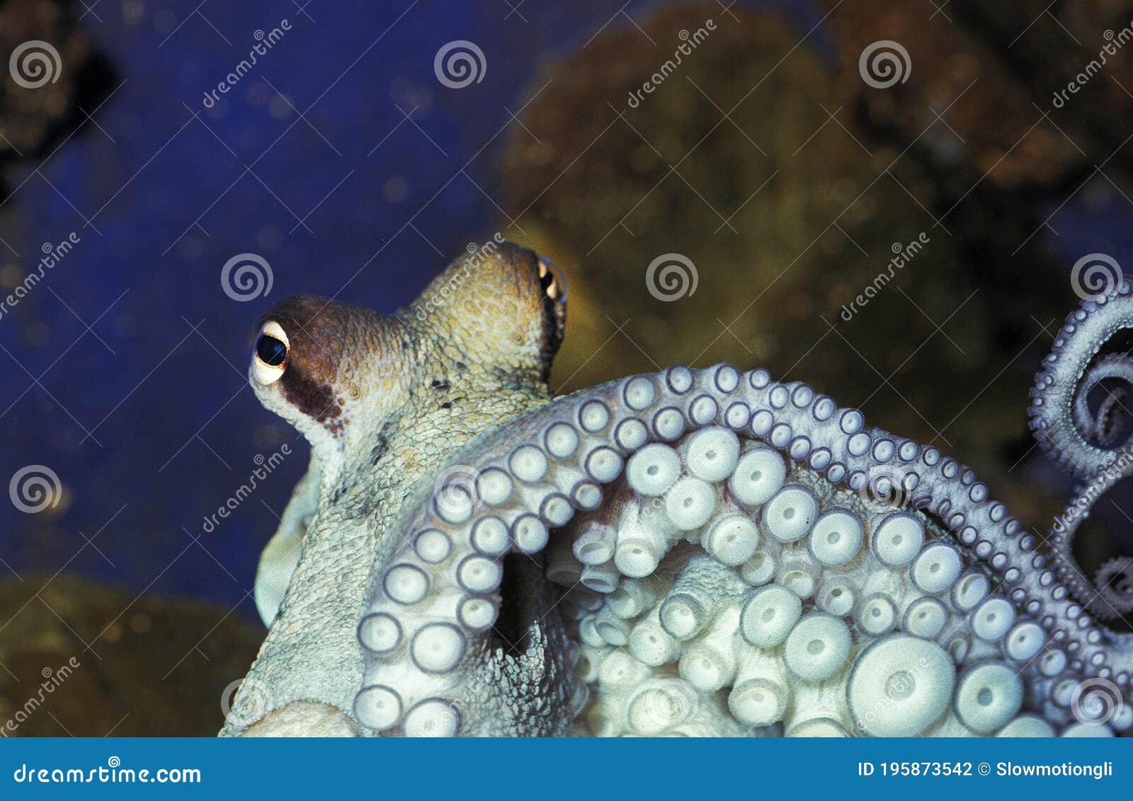 Octopus, Close-up of Eyes and Tentacles Stock Photo - Image of wildlife ...
