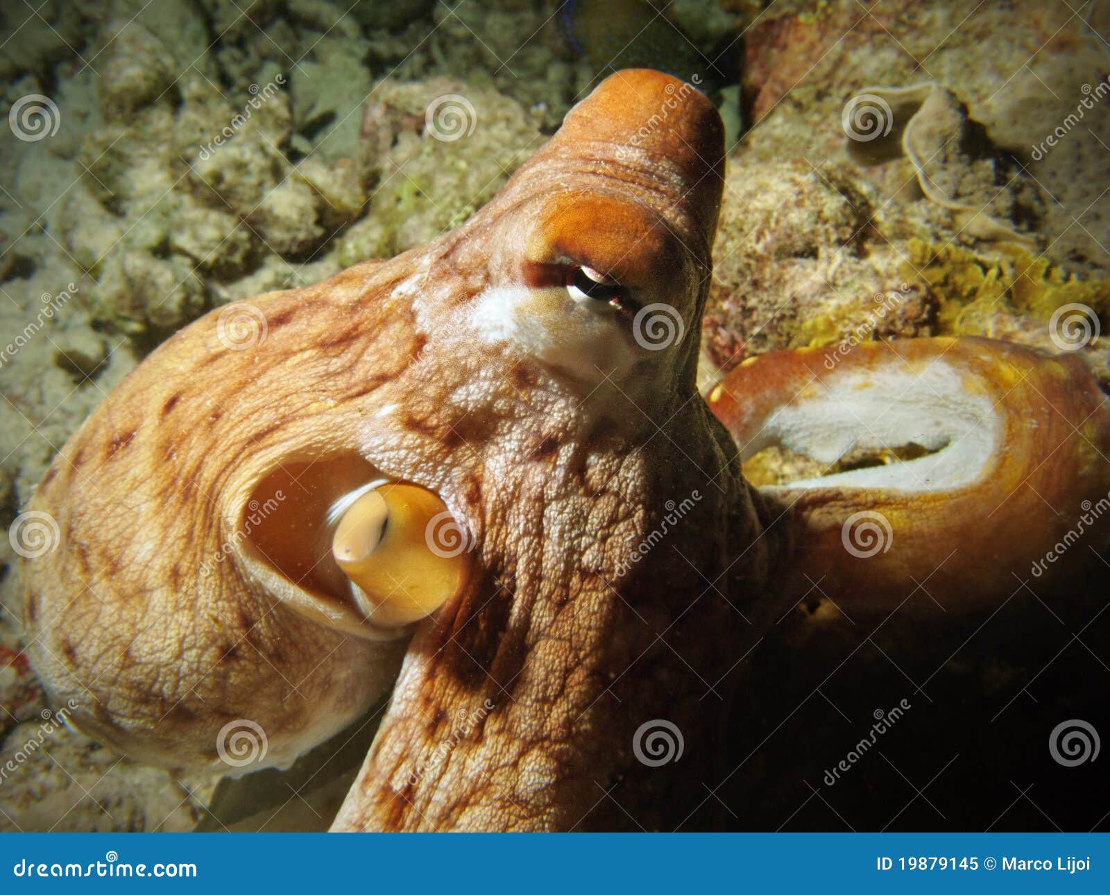 Octopus closeup view stock image. Image of arms, giant - 19879145