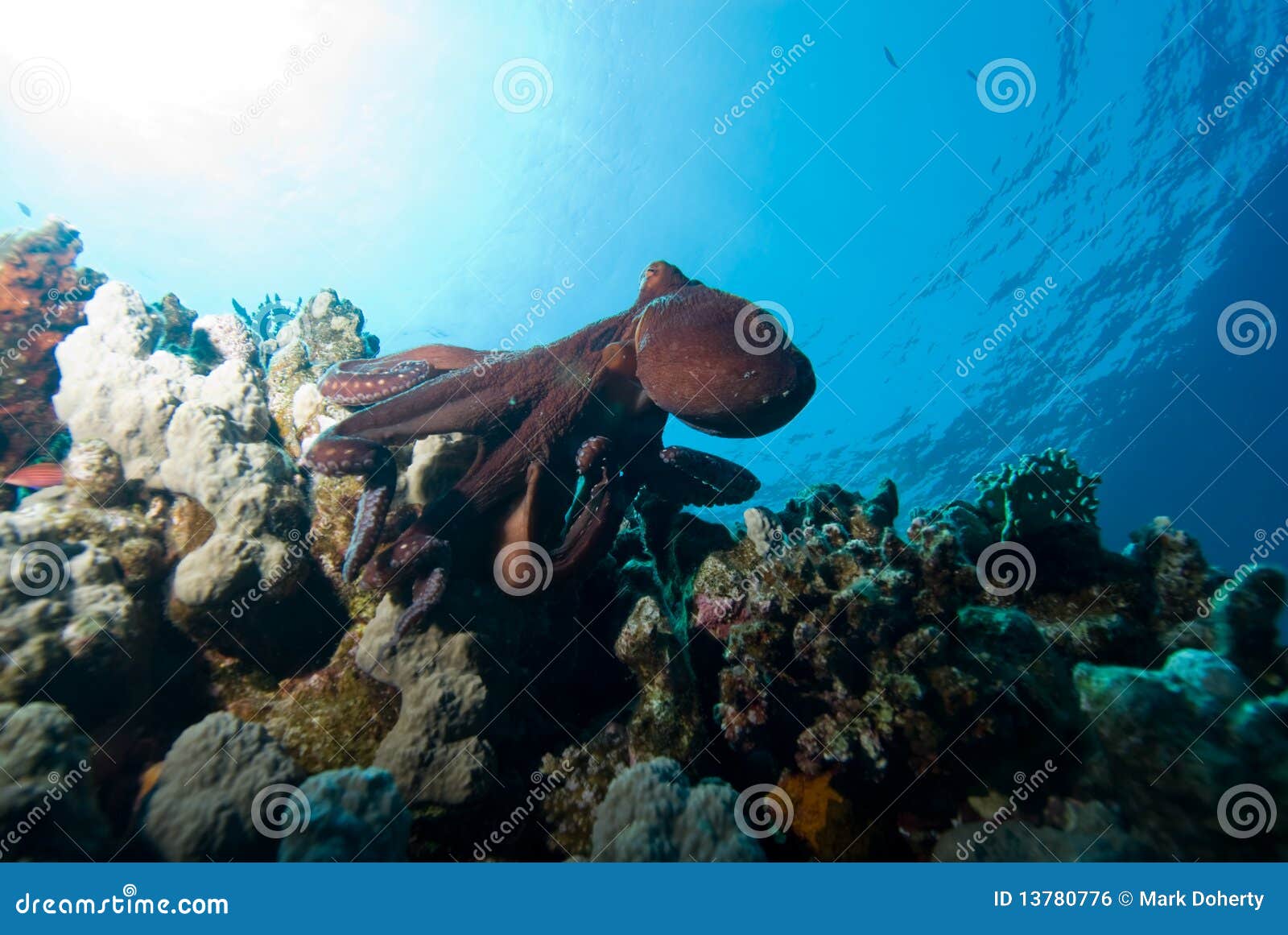Octopus and Coral Reef stock photo. Image of octopuses - 13780776