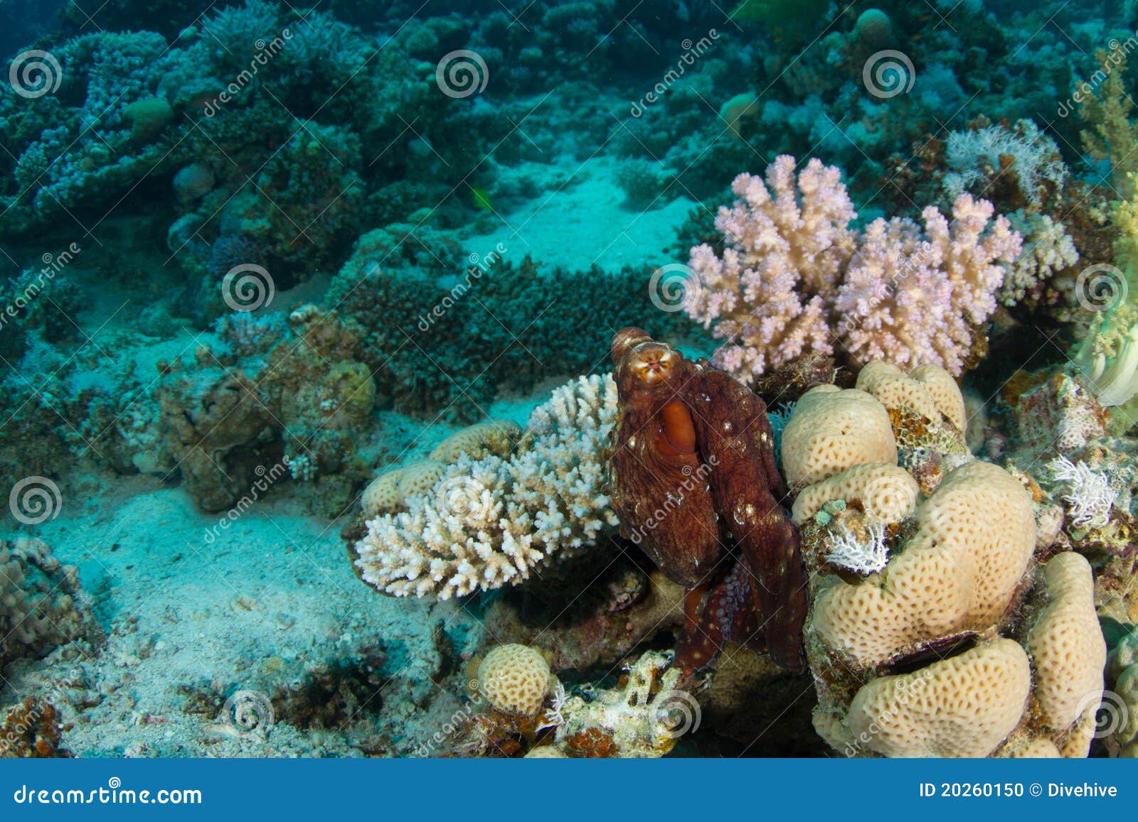 Octopus in coral reef stock photo. Image of south, egypt - 20260150