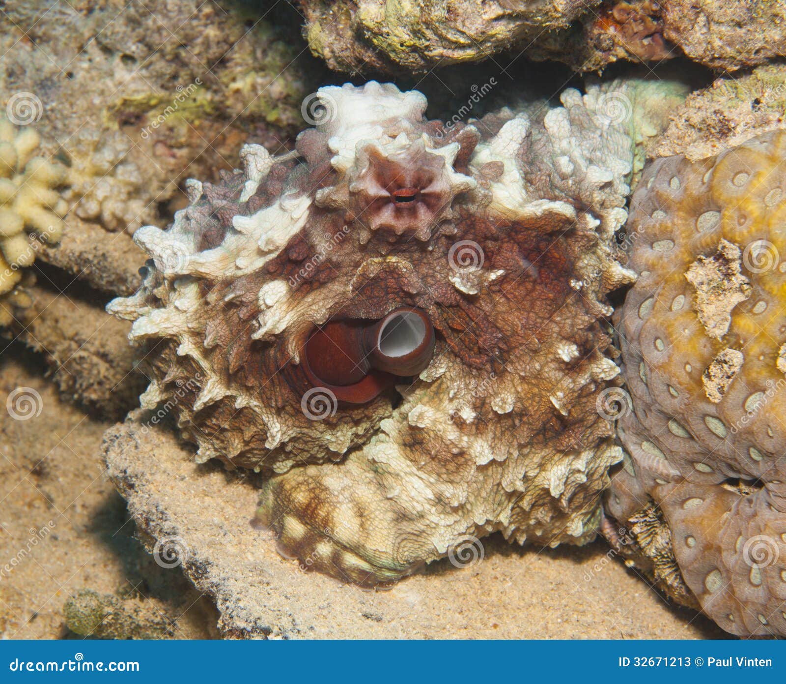 Octopus on a coral reef stock image. Image of octopoda - 32671213