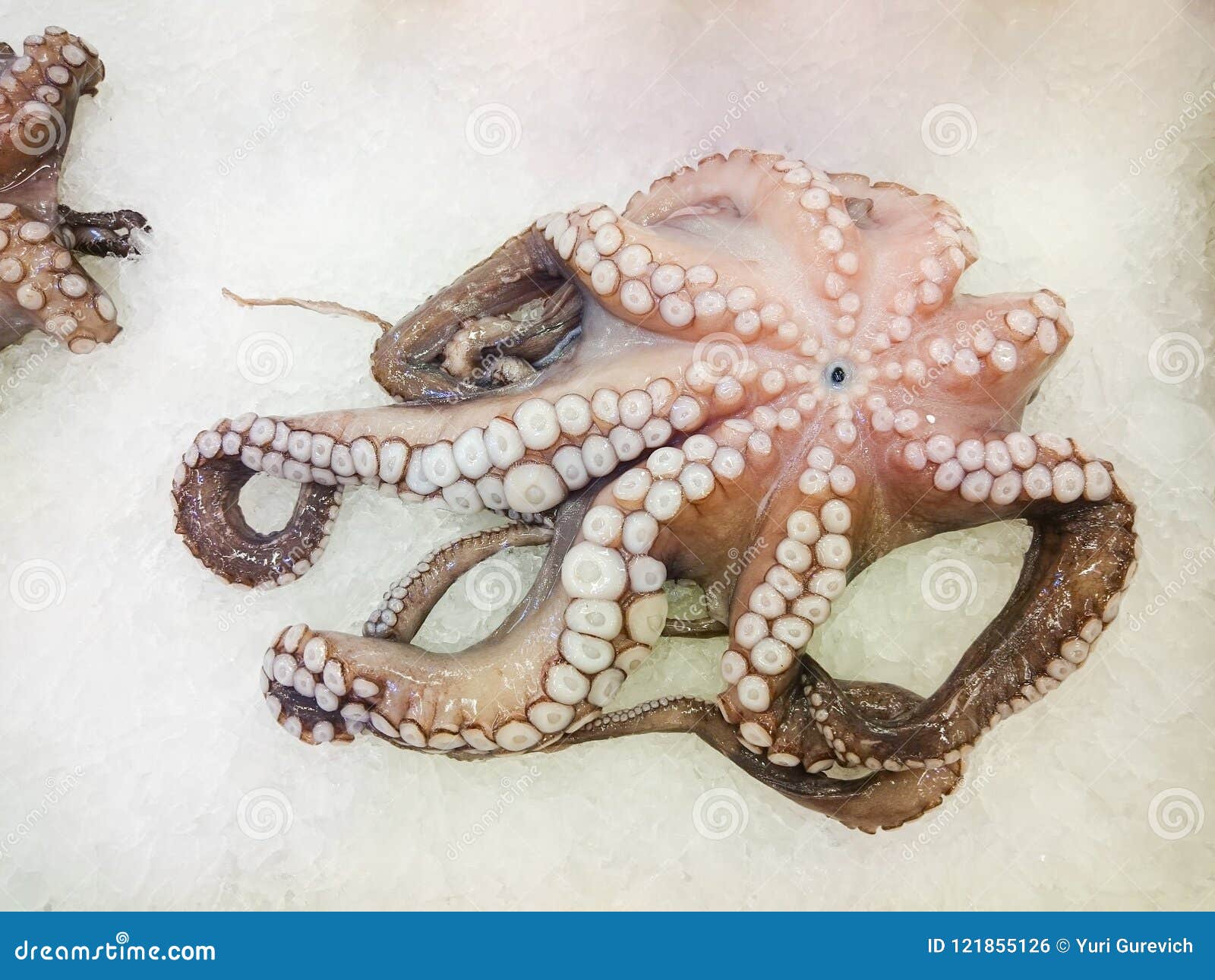 Octopus on a Counter in the Ice Stock Photo - Image of gourmet, ocean ...