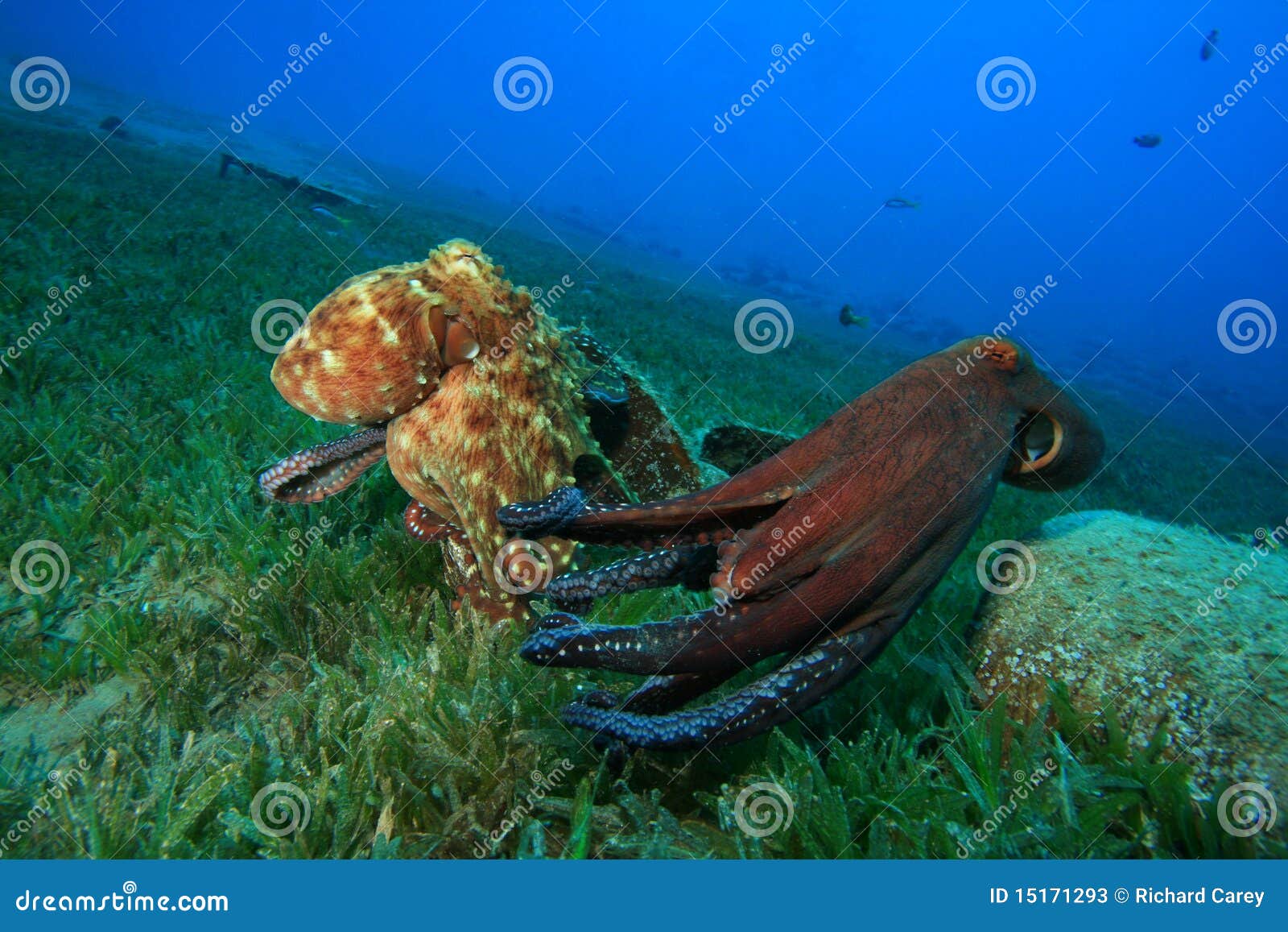 Octopus Courtship and Mating Stock Image - Image of animal, cyaneus ...