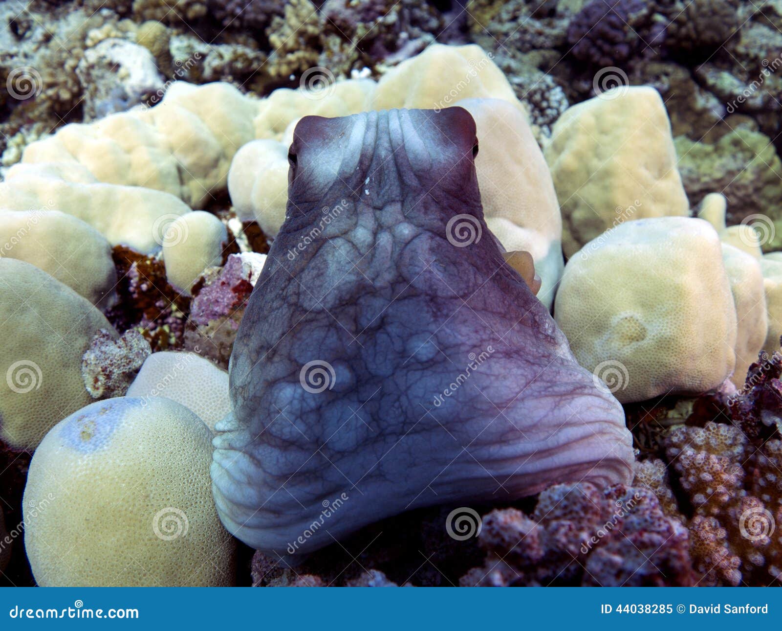 Octopus cyanea stock image. Image of underwater, divers - 44038285