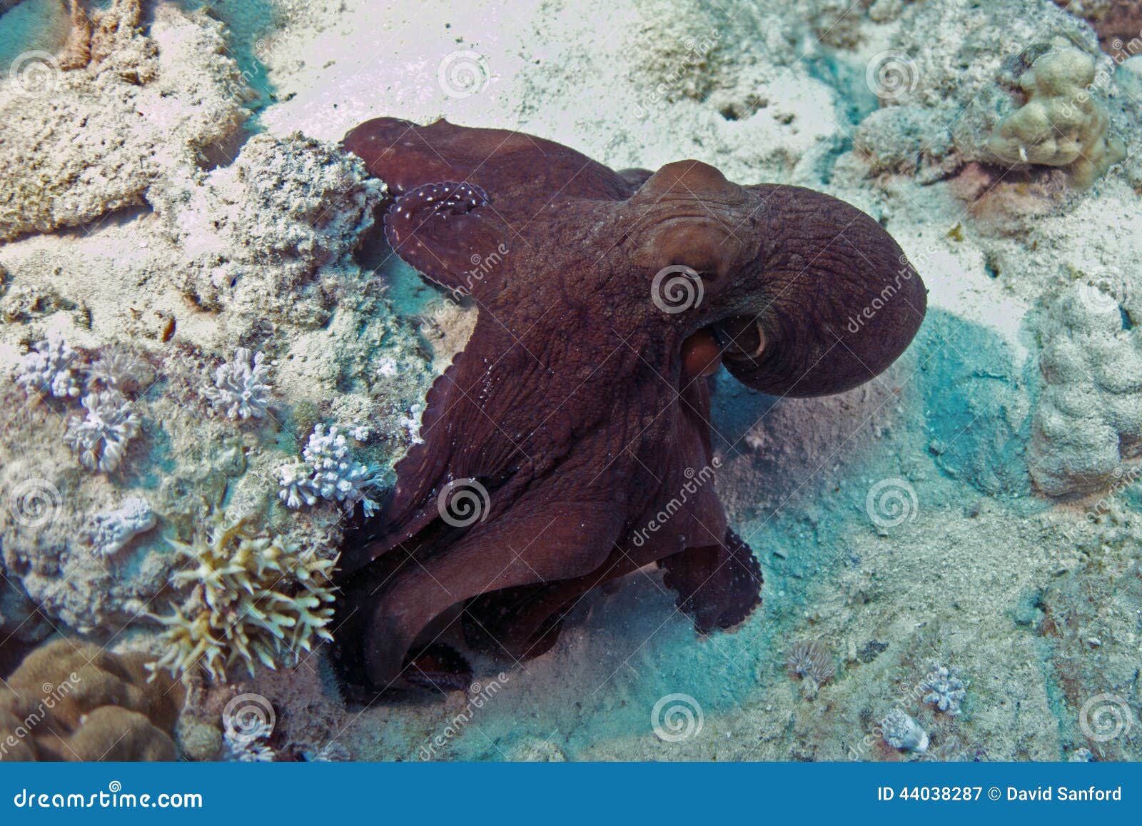 Octopus cyanea stock image. Image of divers, underwater - 44038287
