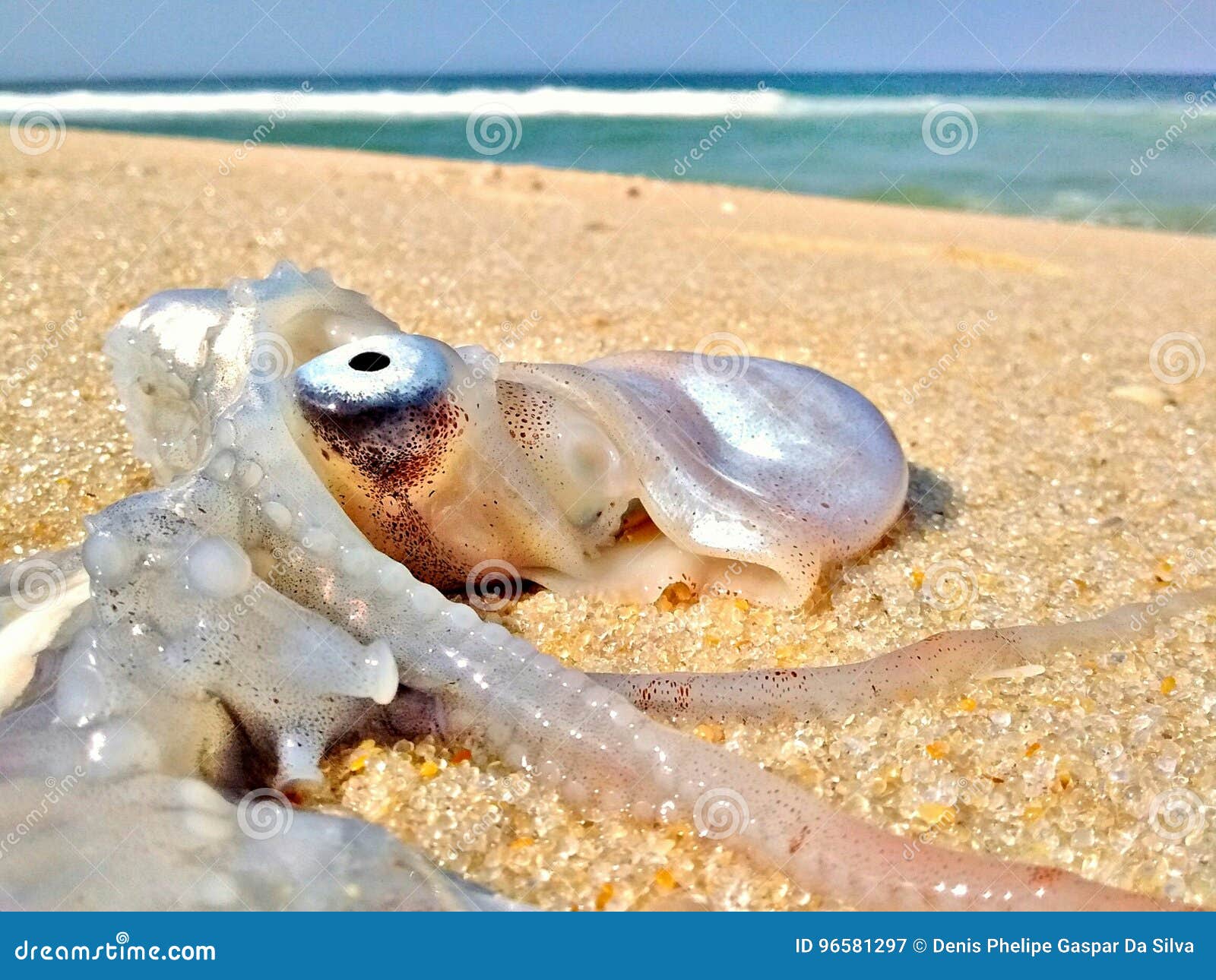 Octopus stock image. Image of beach, marinelife, dead - 96581297