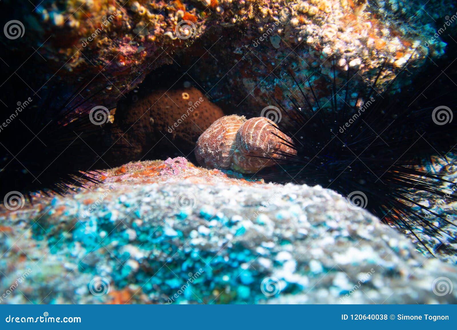 Octopus in the den stock photo. Image of harbour, island - 120640038