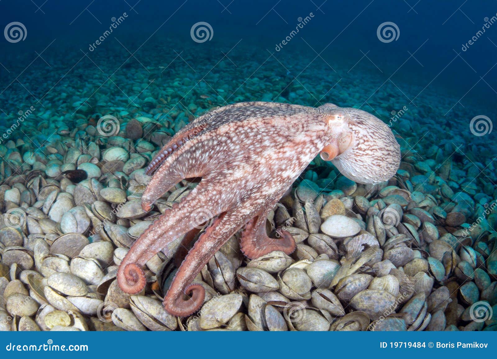 Octopus Dofleini in Bivalve Graveyard Stock Photo - Image of octopus ...