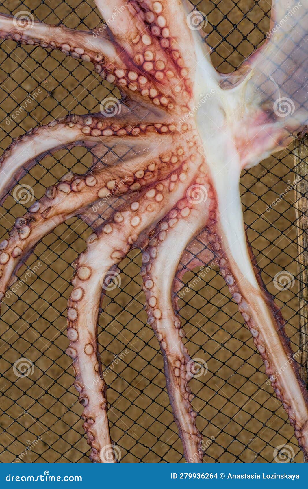 Octopus dries on a net stock photo. Image of animal - 279936264