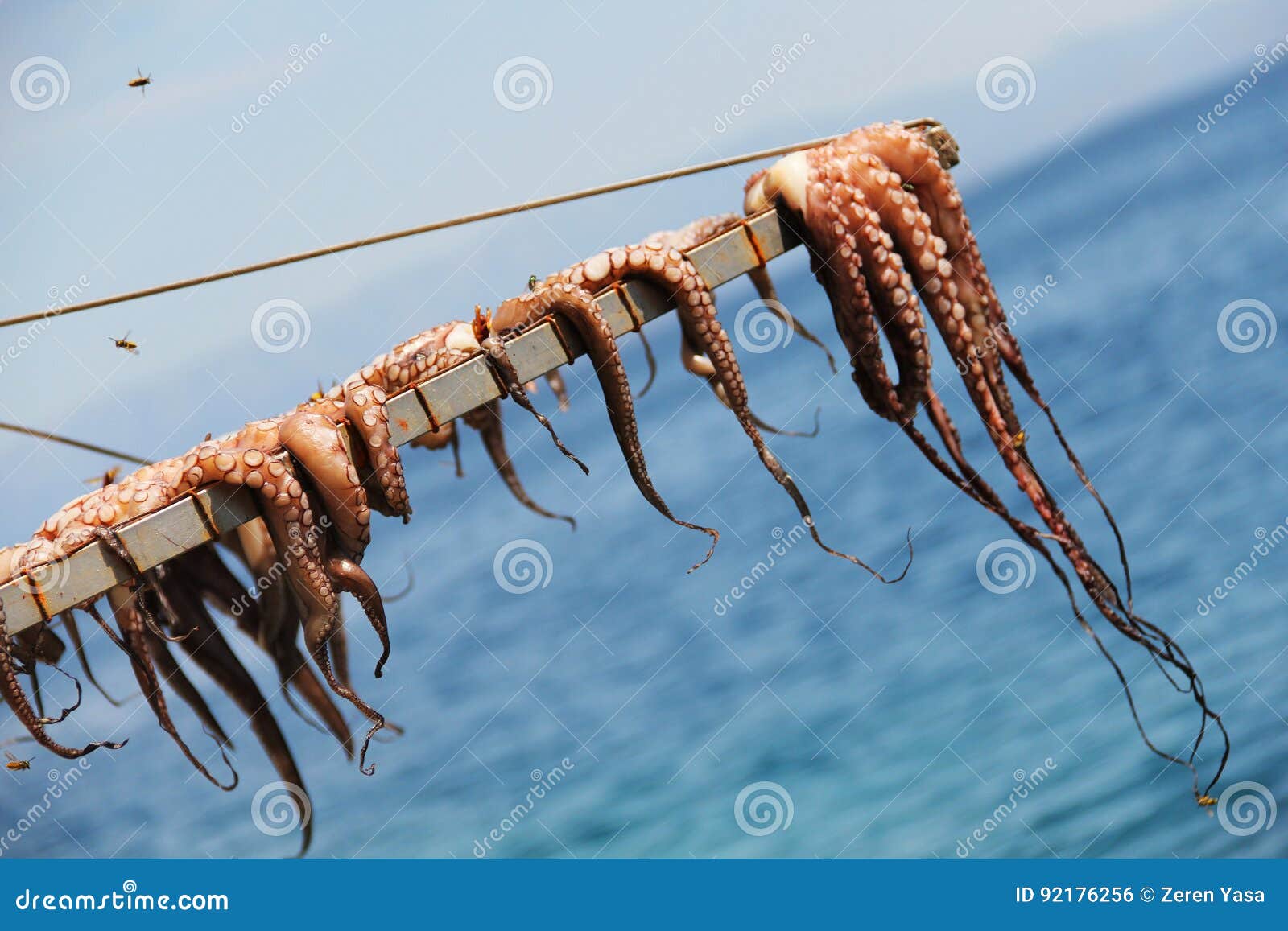 Octopus Drying at the Sun in Chios Island. Stock Photo - Image of ...