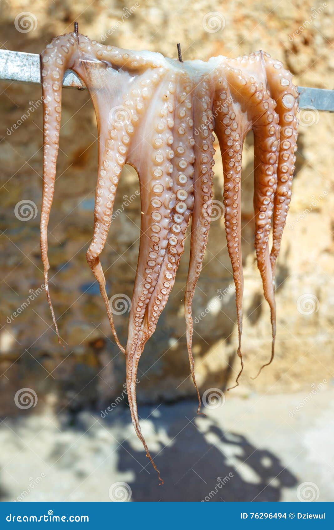 Octopus drying in the sun stock photo. Image of delicious - 76296494