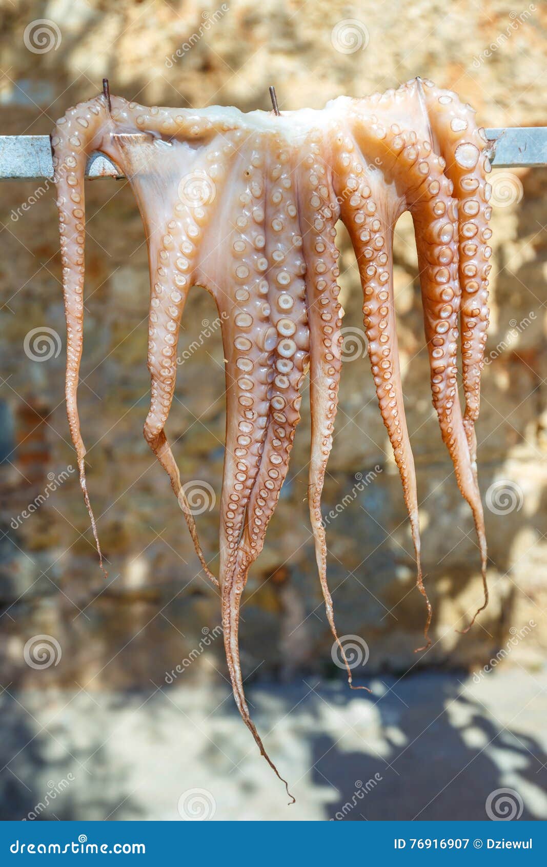 Octopus drying in the sun stock image. Image of fish - 76916907