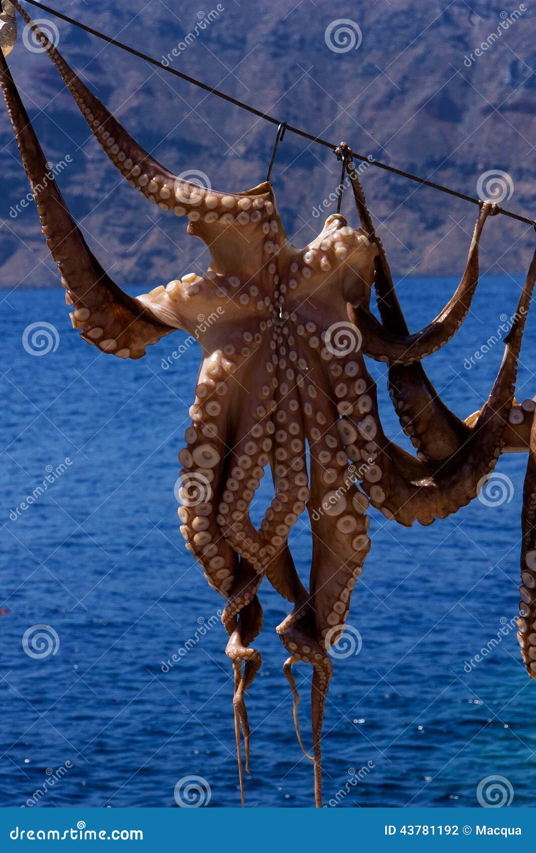 Octopus drying in the sun stock photo. Image of food - 43781192