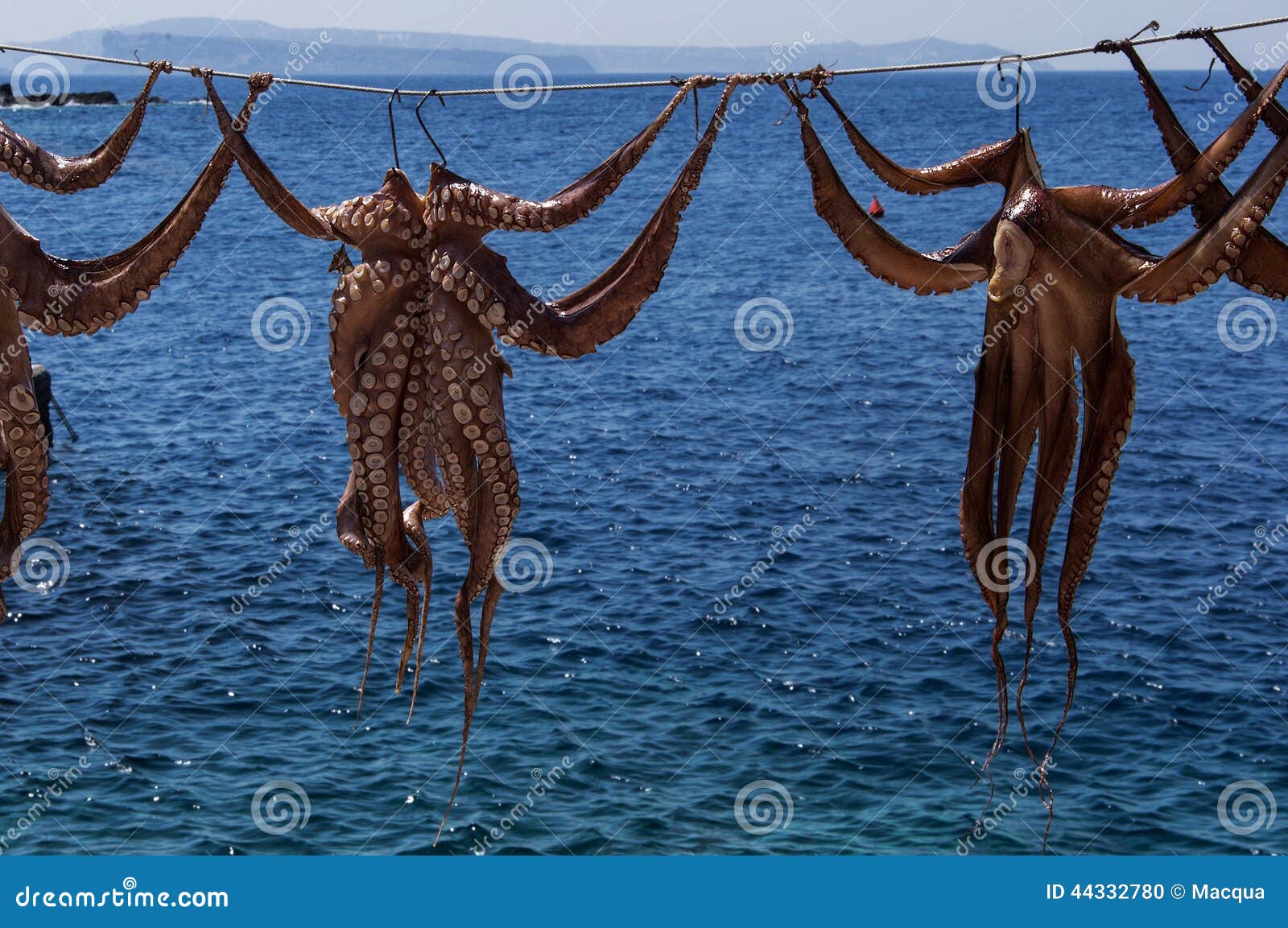 Octopus drying in the sun stock photo. Image of blue - 44332780