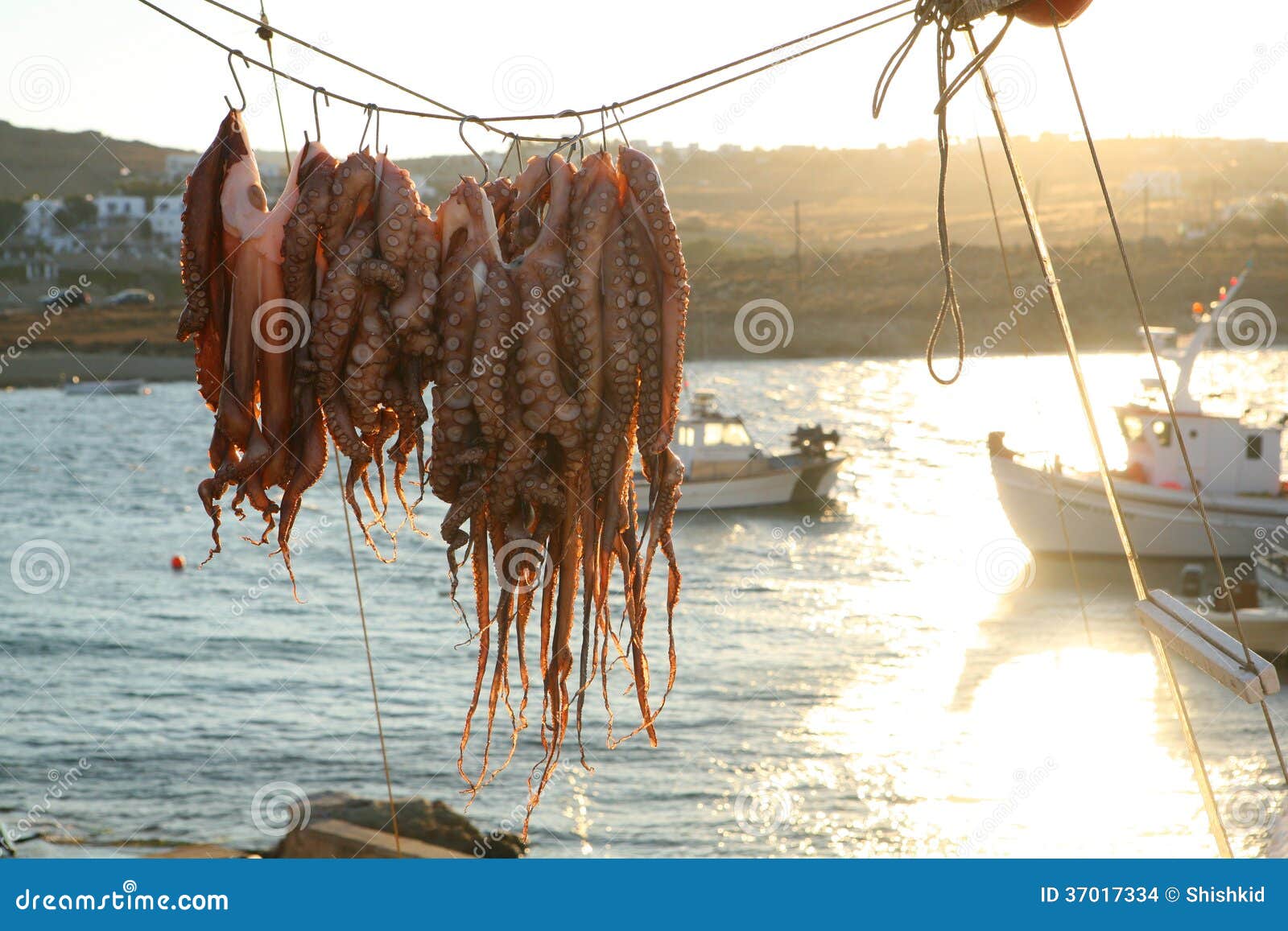 Octopus drying in the sun stock photo. Image of cuttlefish - 37017334