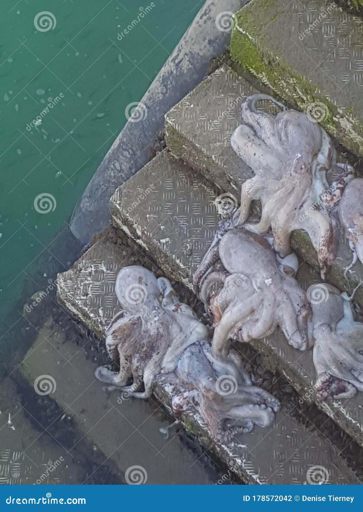 Octopus Escaping Octopuses Octopi Fishermans Catch Stock Photo - Image ...